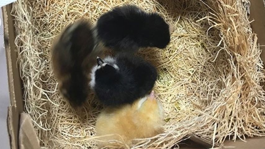 Große Party? Jennifer Garner feiert Haus-Huhn-Geburtstag! | Promiflash.de