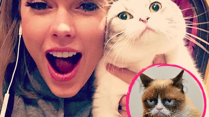 Konkurrenz für Grumpy Cat? Taylor Swift knuddelt "Panic Cat ...